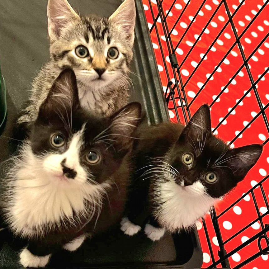 Котята - чудесные ребята