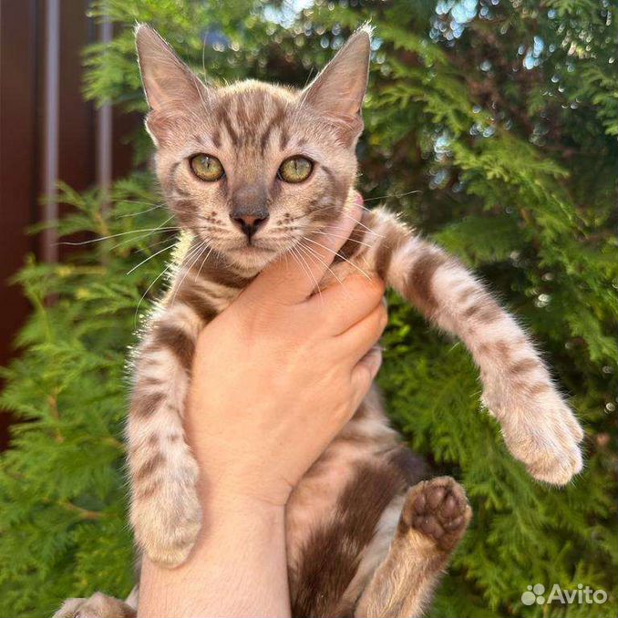 Бенгальская девочка сепия