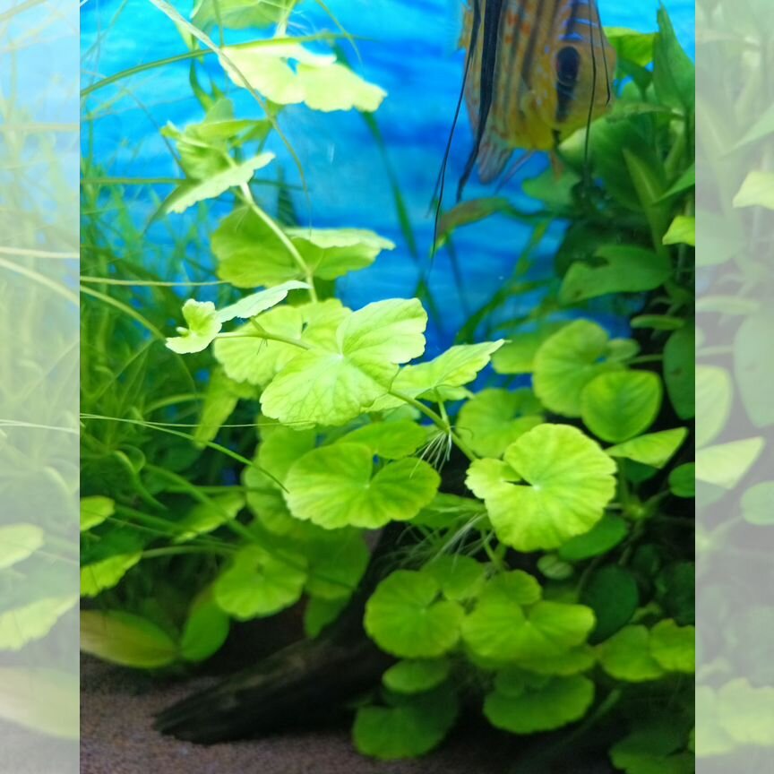 Аквариумные растения