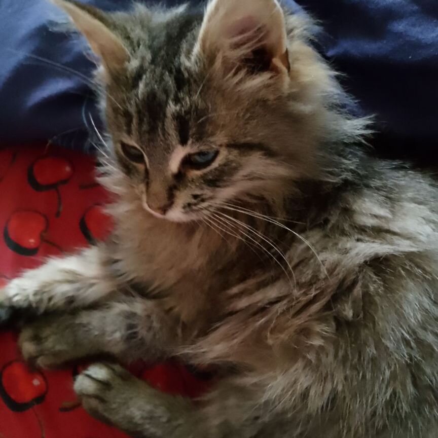 Кошка в добрые руки