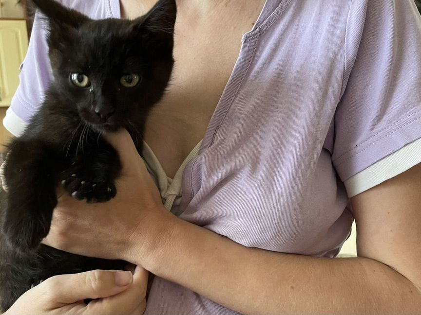Одам котека бесплатно