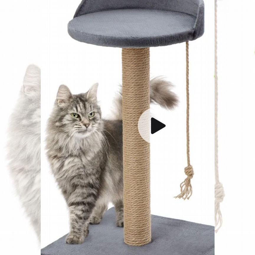 Когтеточка