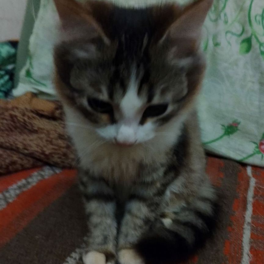 Котята в добрые руки бесплатно