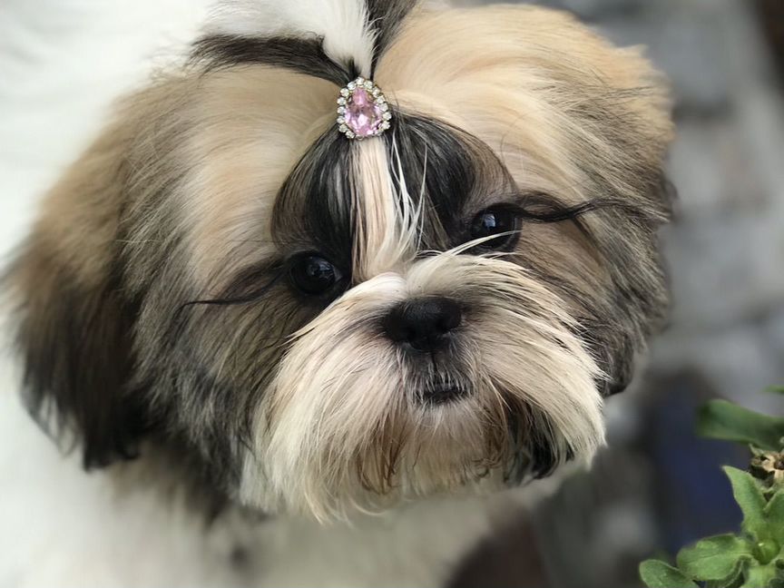 Ши-тцу девочка