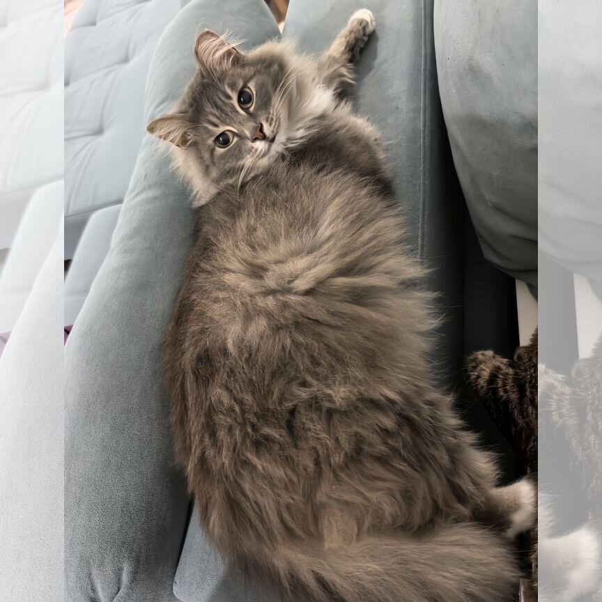 Взрослый кот в добрые руки