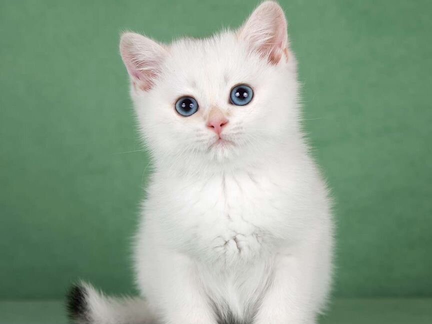 Мальчик серебристая шиншилла колор поинт