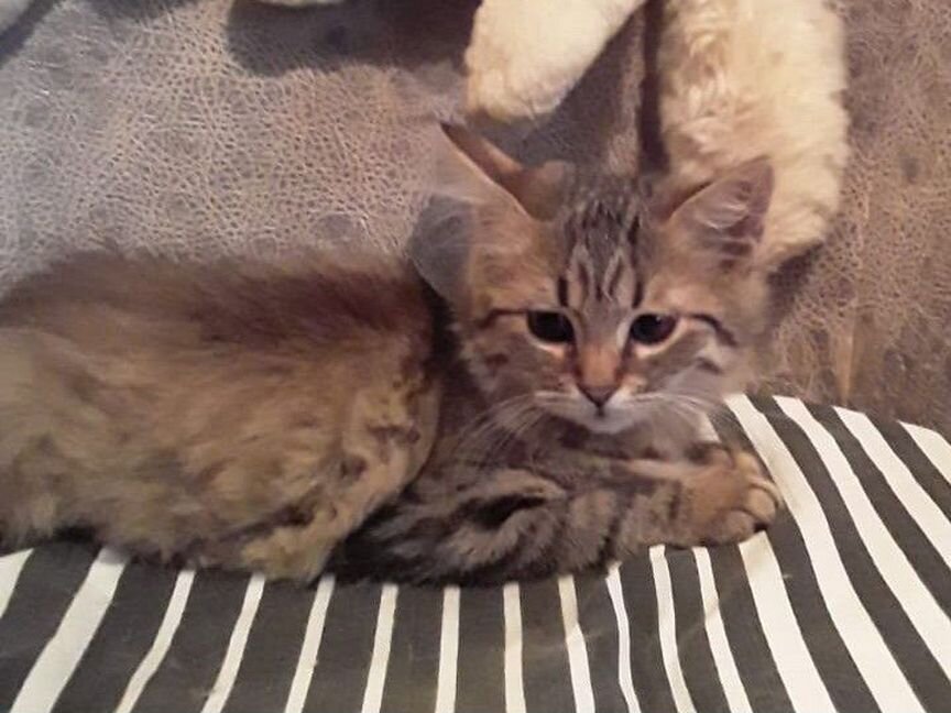 Котёнок ищет дом