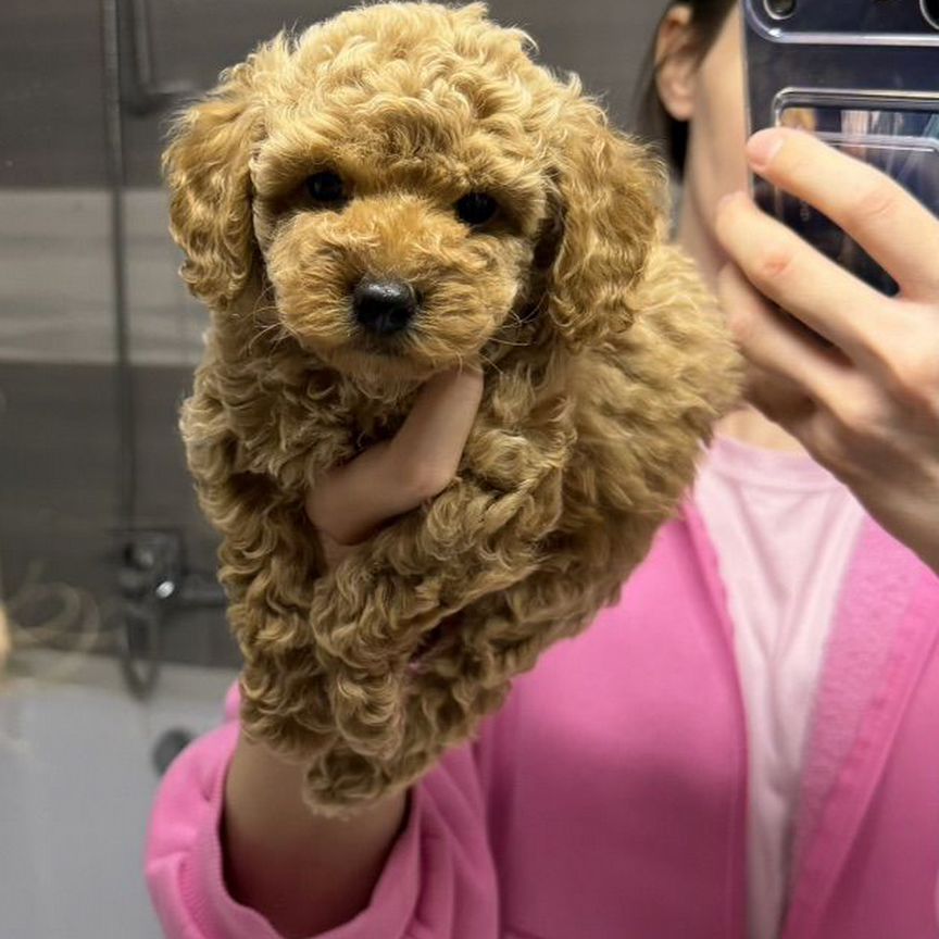 Той-пудель, щенок