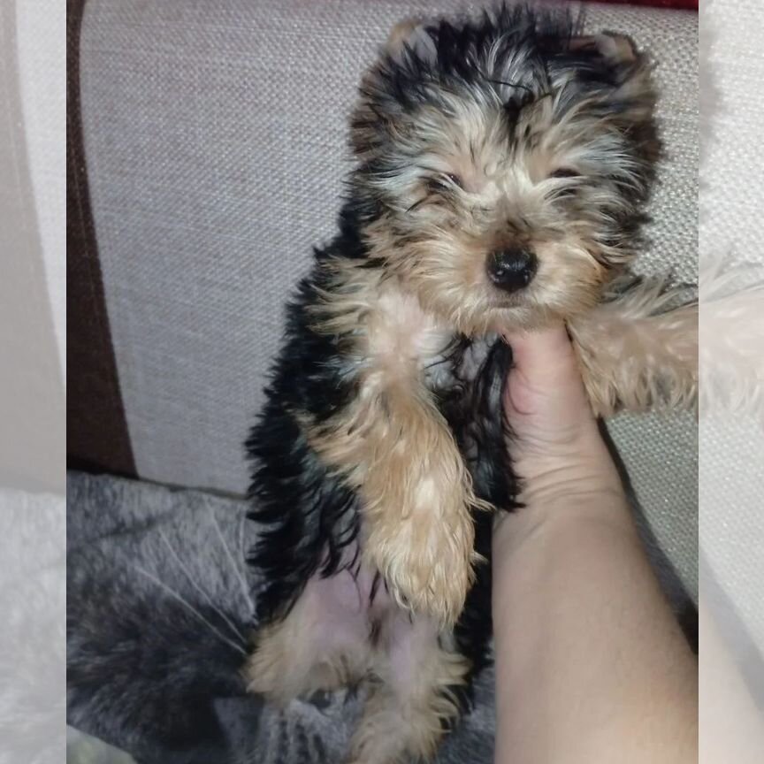 Йоркширский терьер, щенок