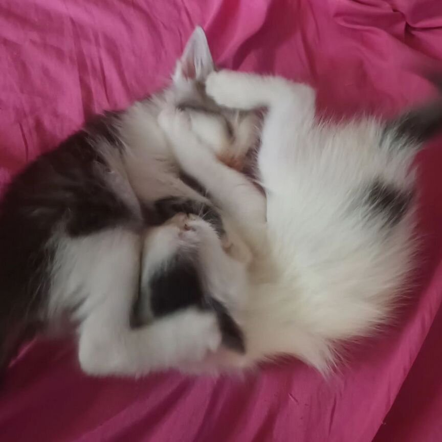 Домашние животные котята