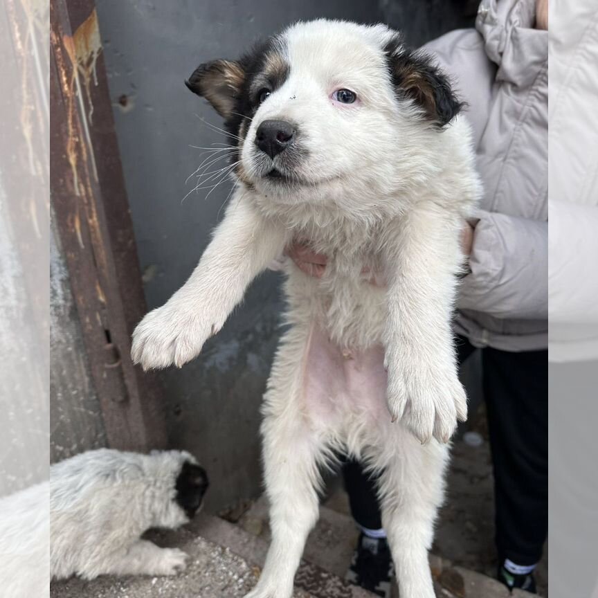 Щенки в добрые руки,мама хаски папа неизвестно