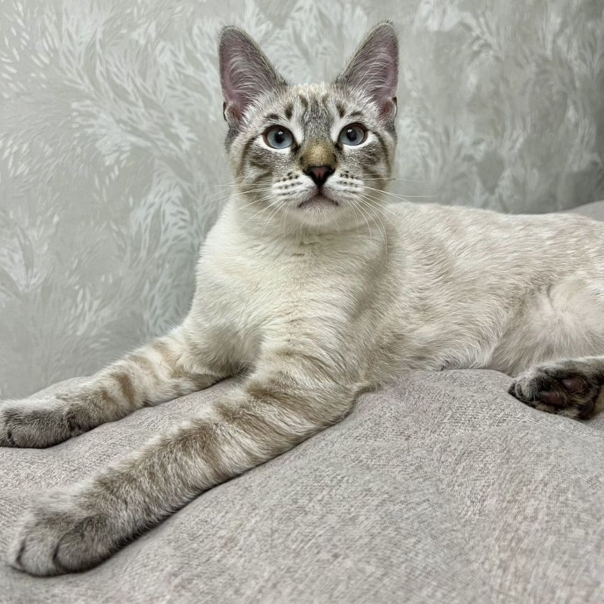 Задумчивый красавчик котенок мальчик ищет дом