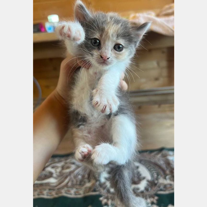 Котята в добрые руки бесплатно
