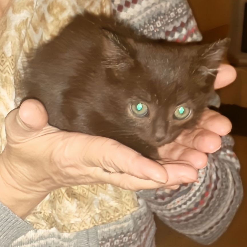 Котенок в добрые руки