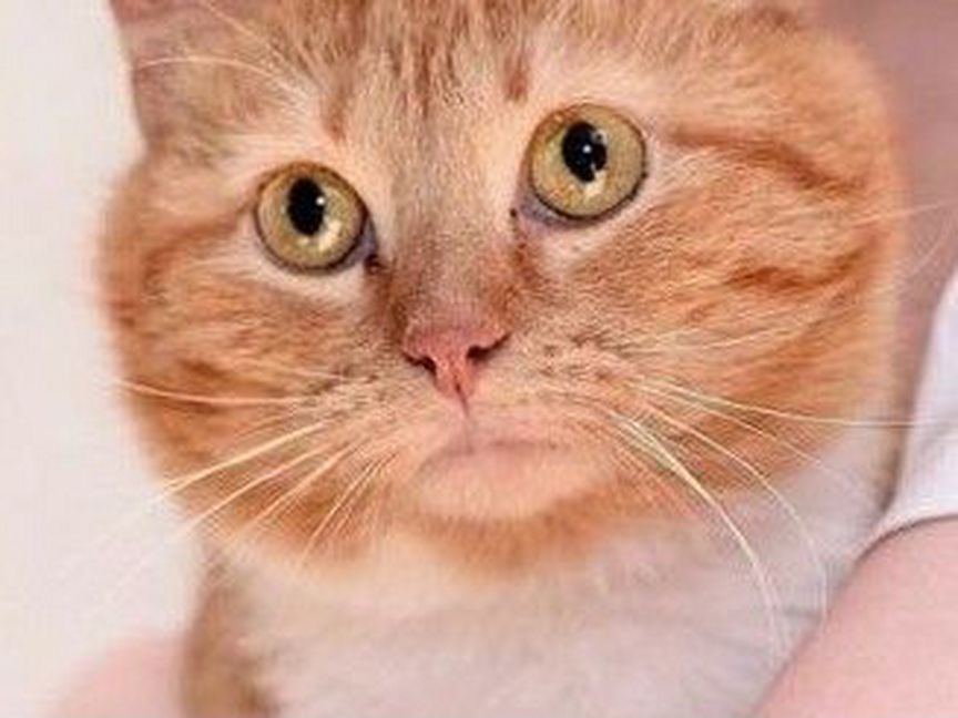 Кошка в дар