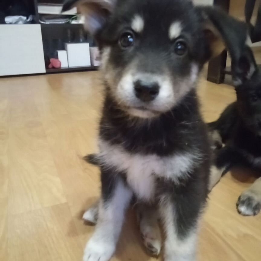 Щенок очаровательный миальчишка