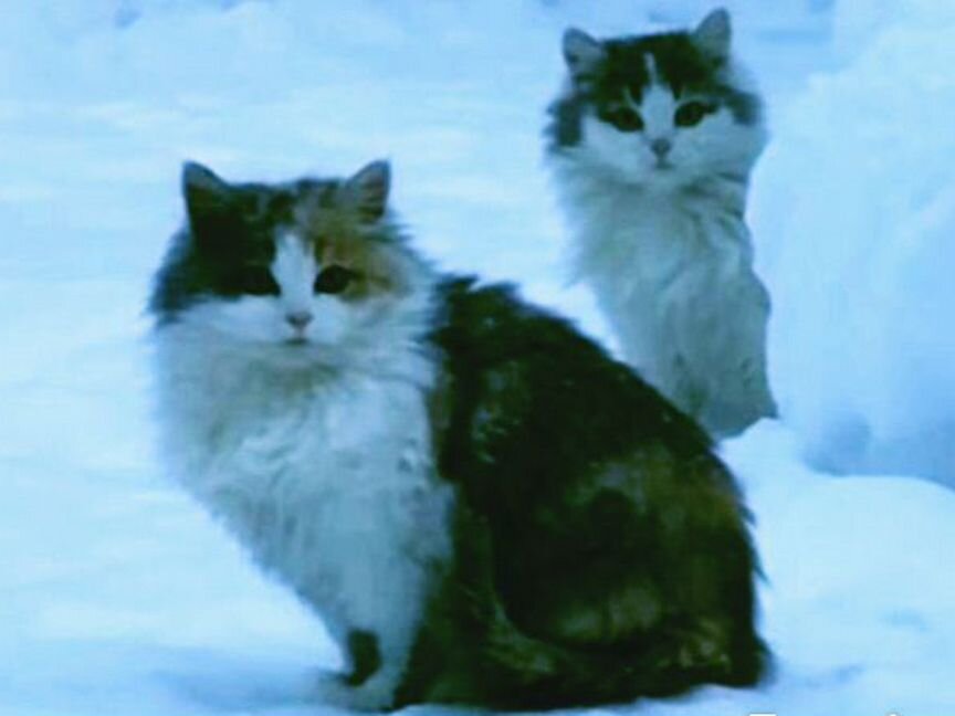 Кошечки очаровательные