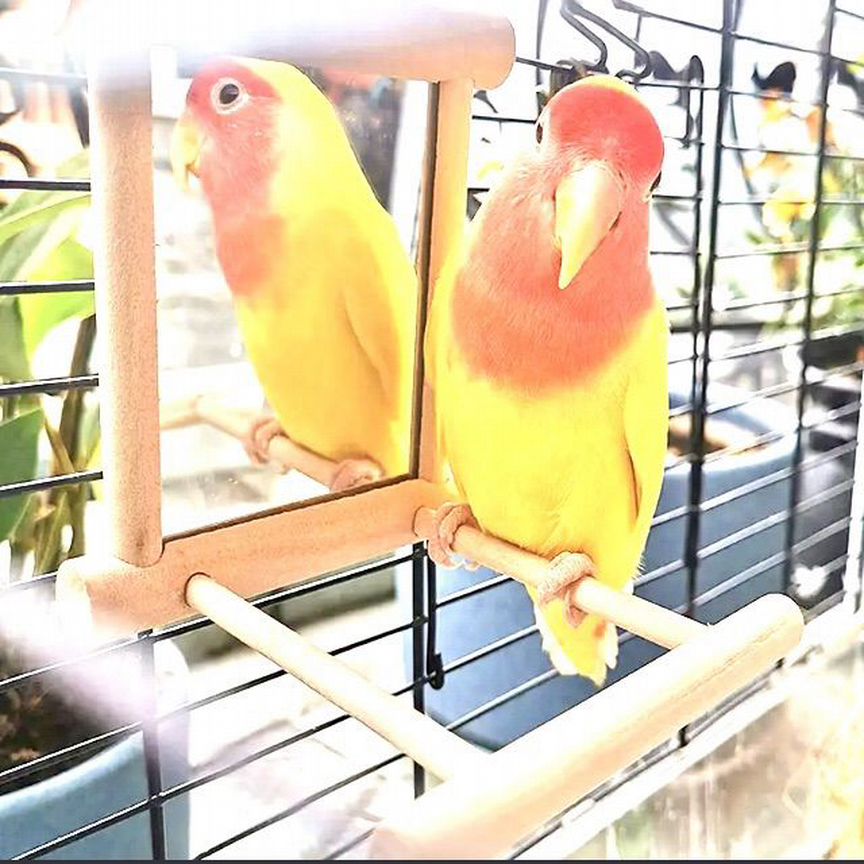 Попугай неразлучник