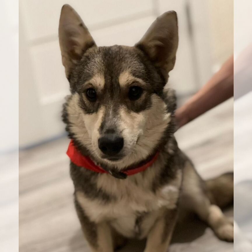 Щенок в добрые руки