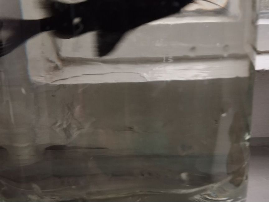 Багрус чёрный сом