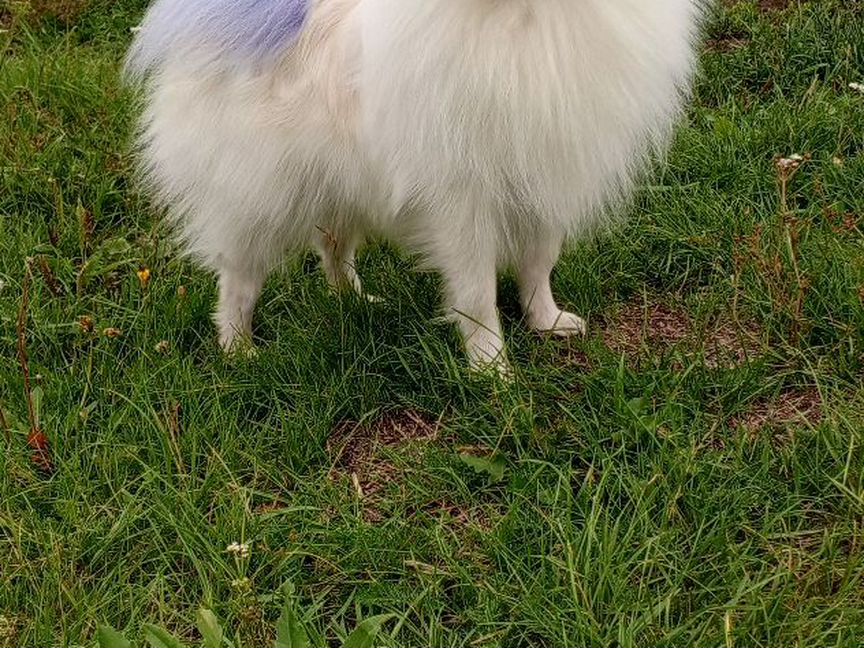 Кобель на вязку