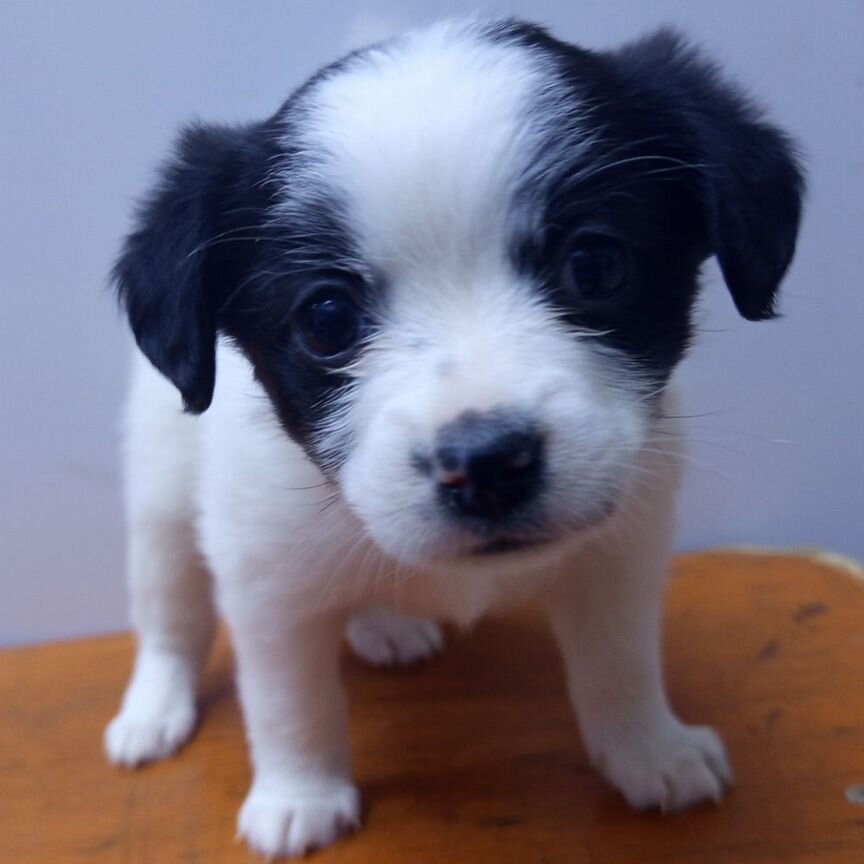 Джек-рассел-терьер, щенок