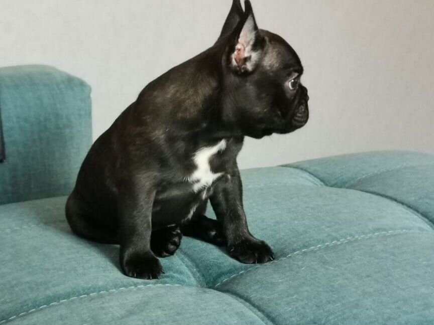 Щенок французского бульдога,французский бульдог