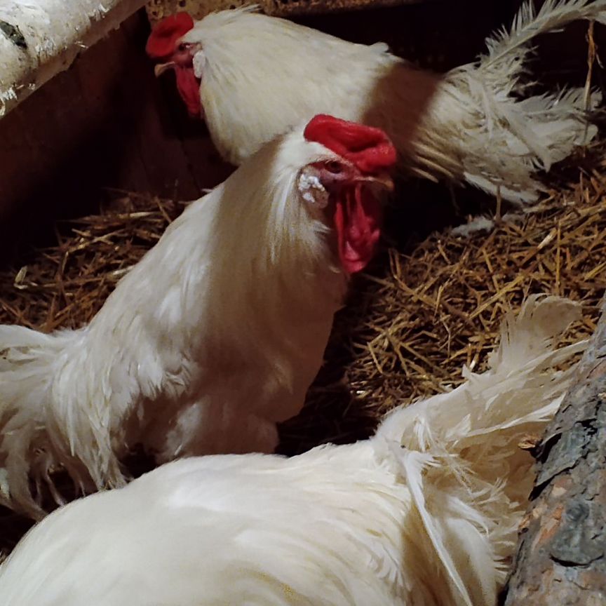 Петухи Декалб Уайт (доставка)