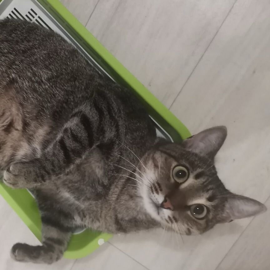 Взрослая кошка в добрые руки