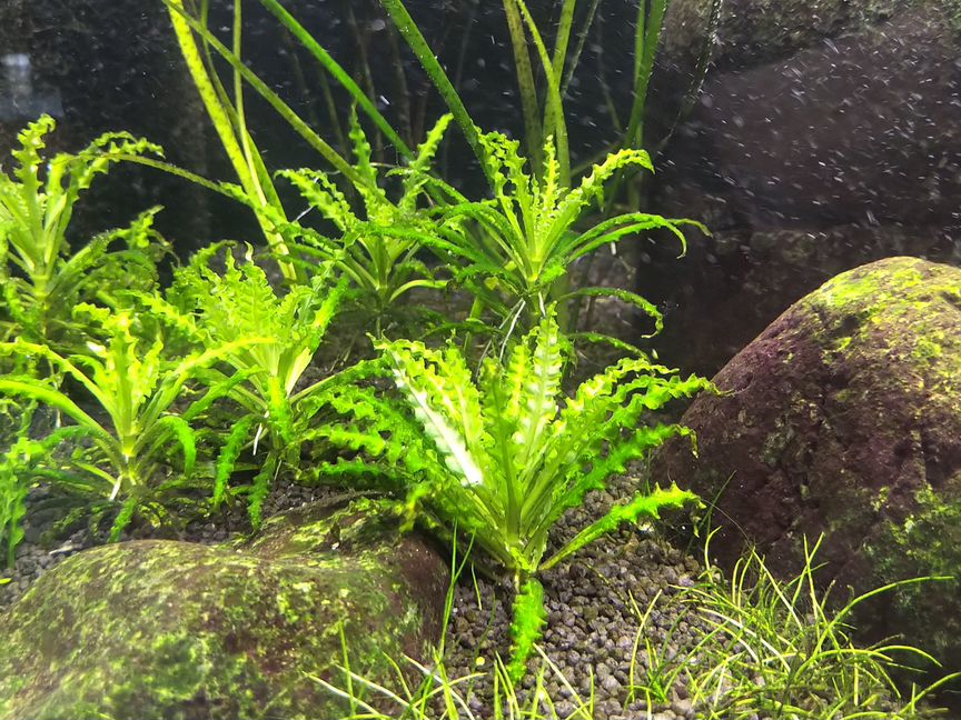 Погостемон Хелфера