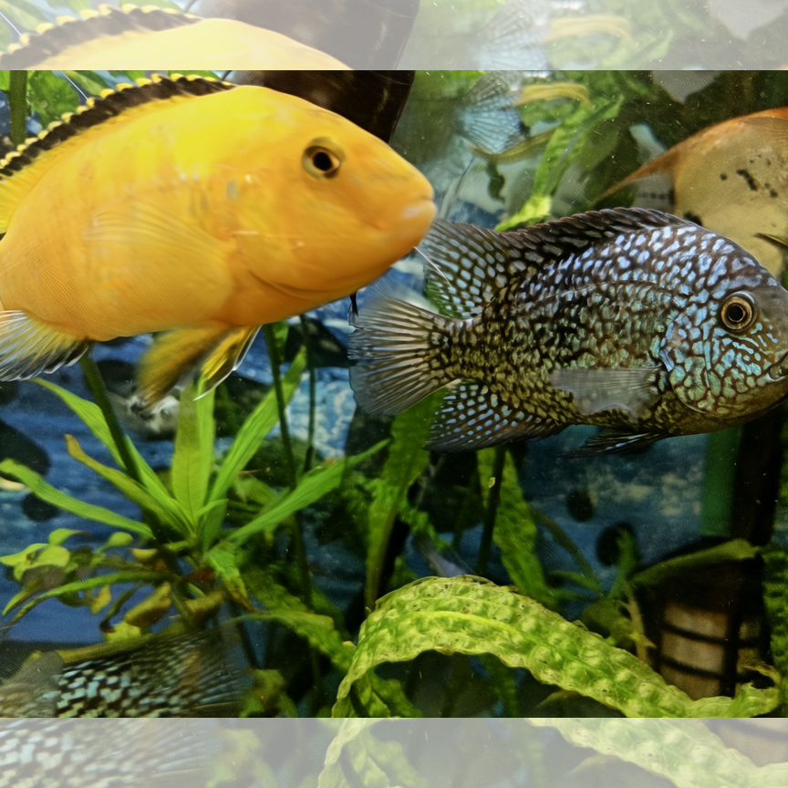 Взрослые рыбки цихлиды