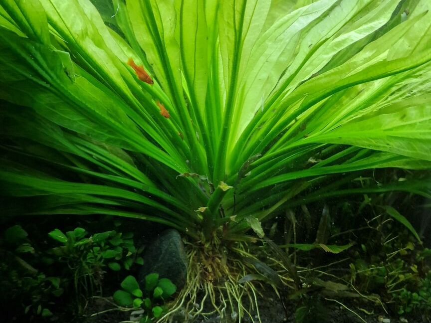 Эхинодорус