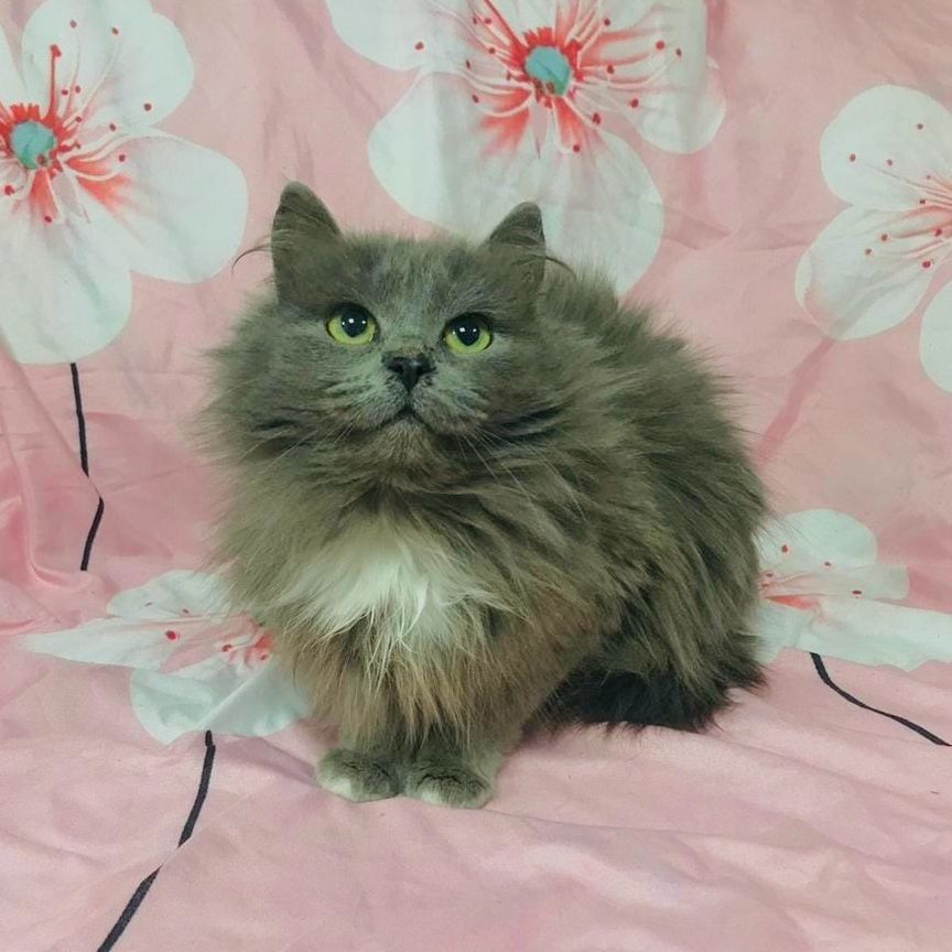 Кошечке очень нужен дом