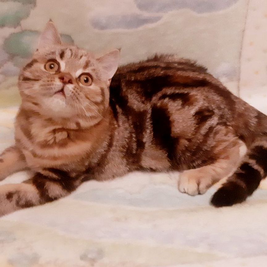 Шотландский прямоухий короткошёрстный котёнок