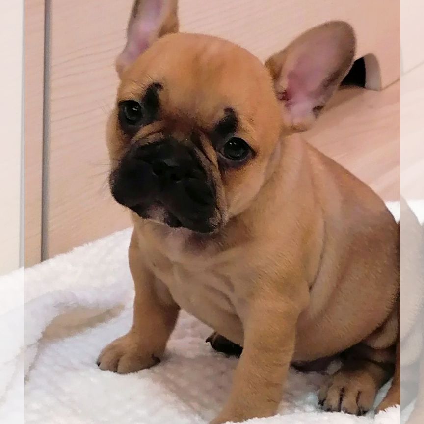 Французский бульдог, щенок