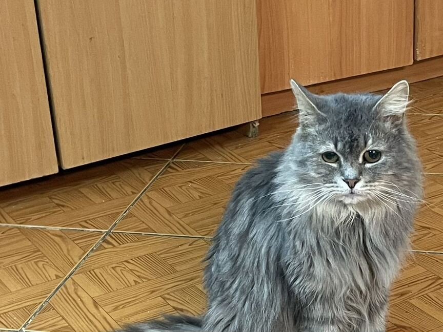 Котик Дымок
