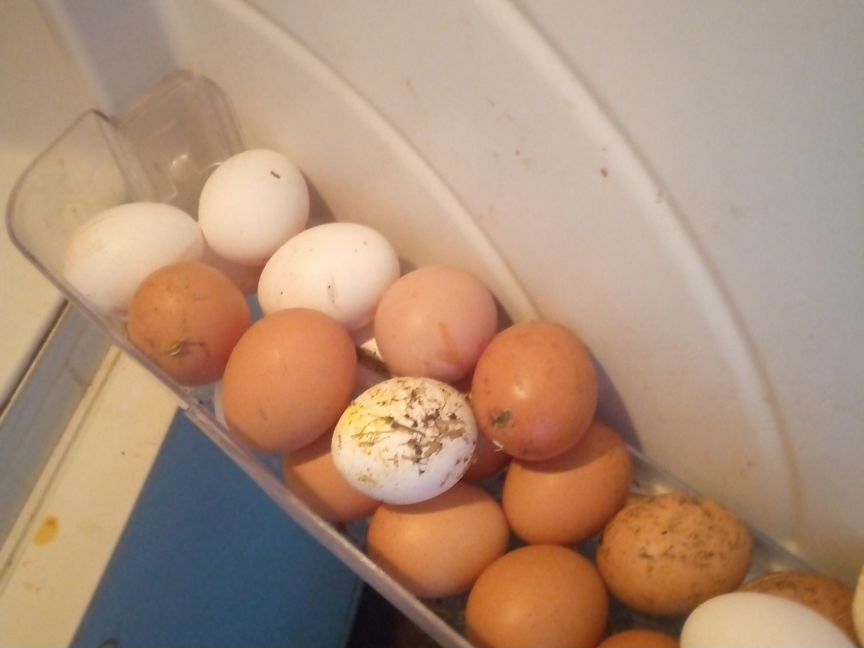 Продаются яйца