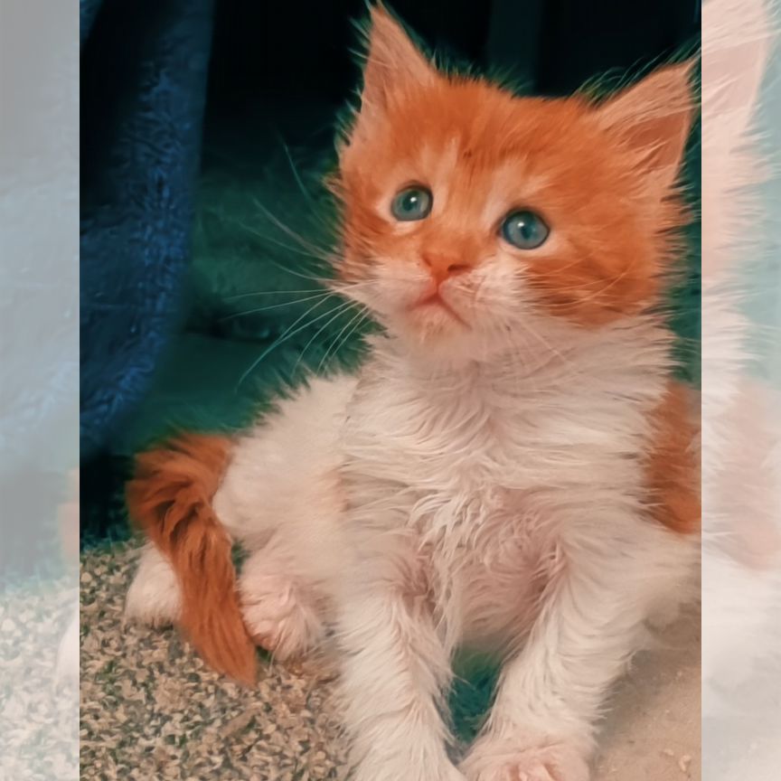 Мейн-кун котёнок