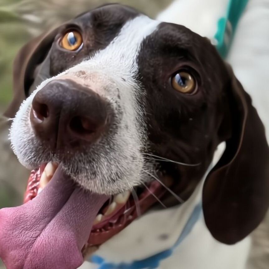 Курцхаар, взрослый пёс