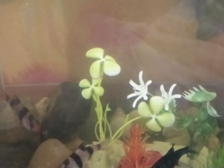 Аквариумные рыбки