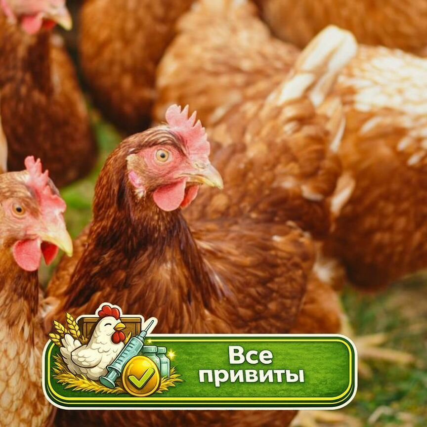 Куры несушки с доставкой