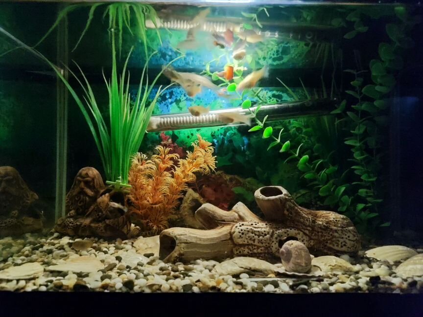 Продаю аквариум вместе с рыбками