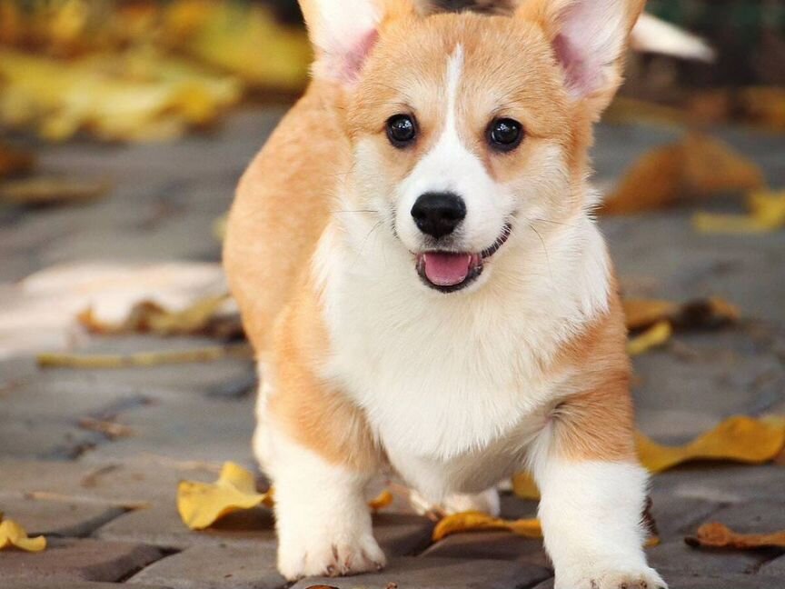 Вельштерьер