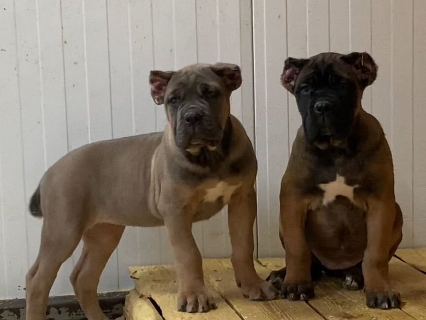 Кане Корсо - рыжая и форментино