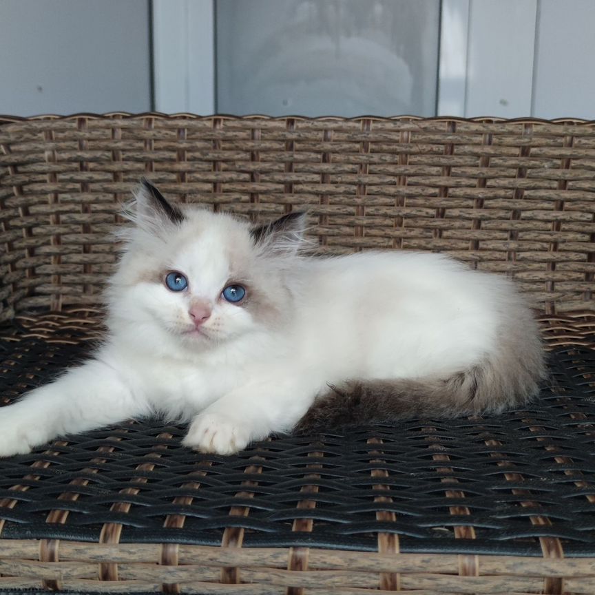 Мальчик сил биколор, 2 мес, рэгдолл