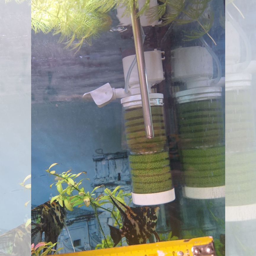 Скалярии пара