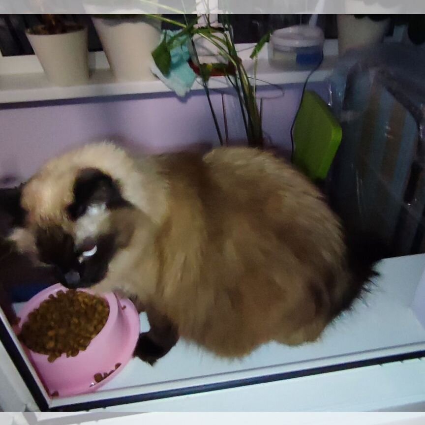 Кошка,стерилизованная (сущая в лоток и кровати)