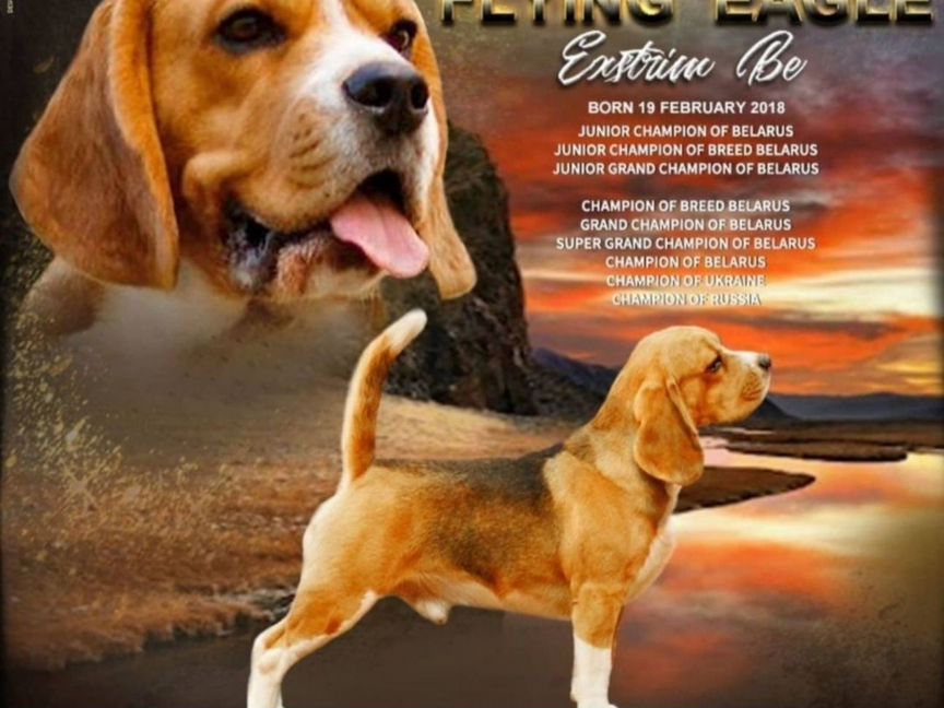 Щенки бигль