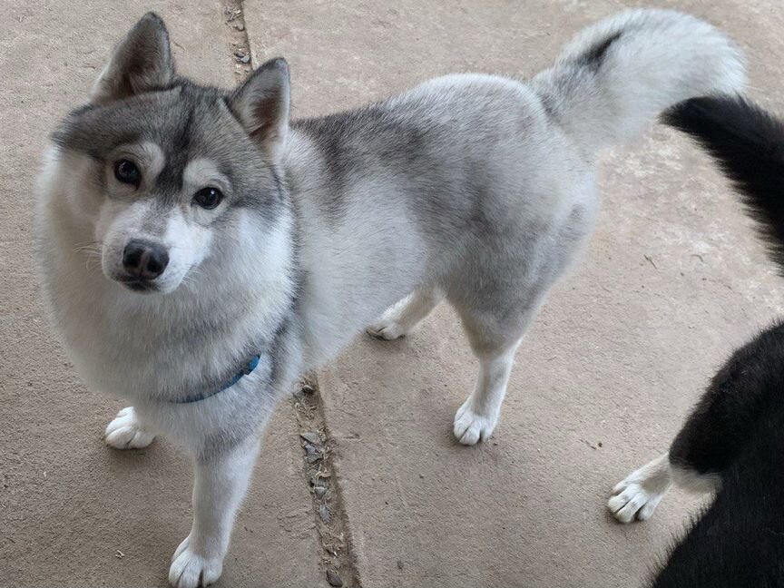 Отдается мальчик хаски