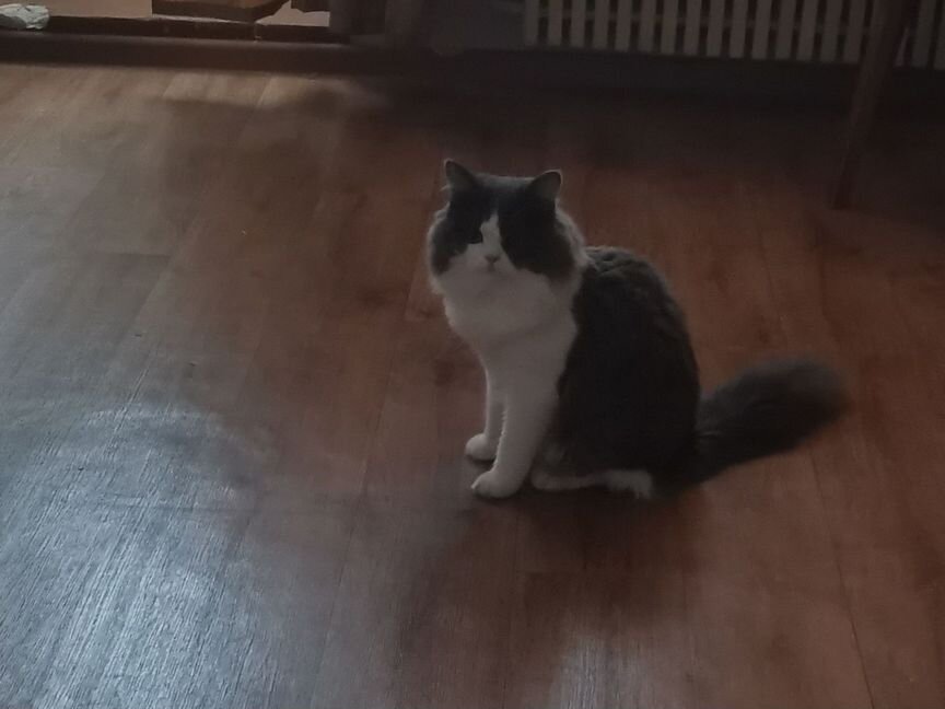 Кошка (наполовину британец) 10 месяцев